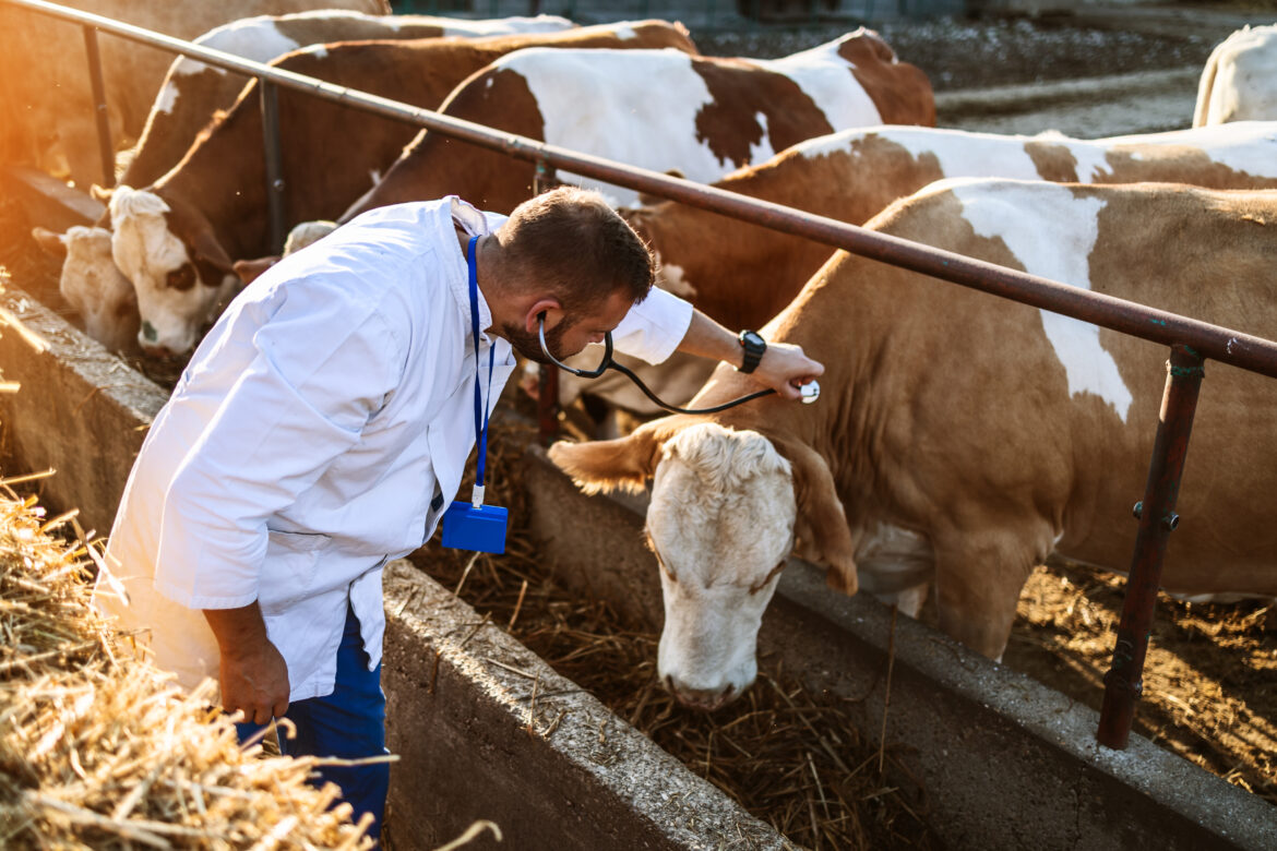 New Foot‑and‑Mouth Disease Outbreak Confirmed at Moqhaka Farm in Free ...